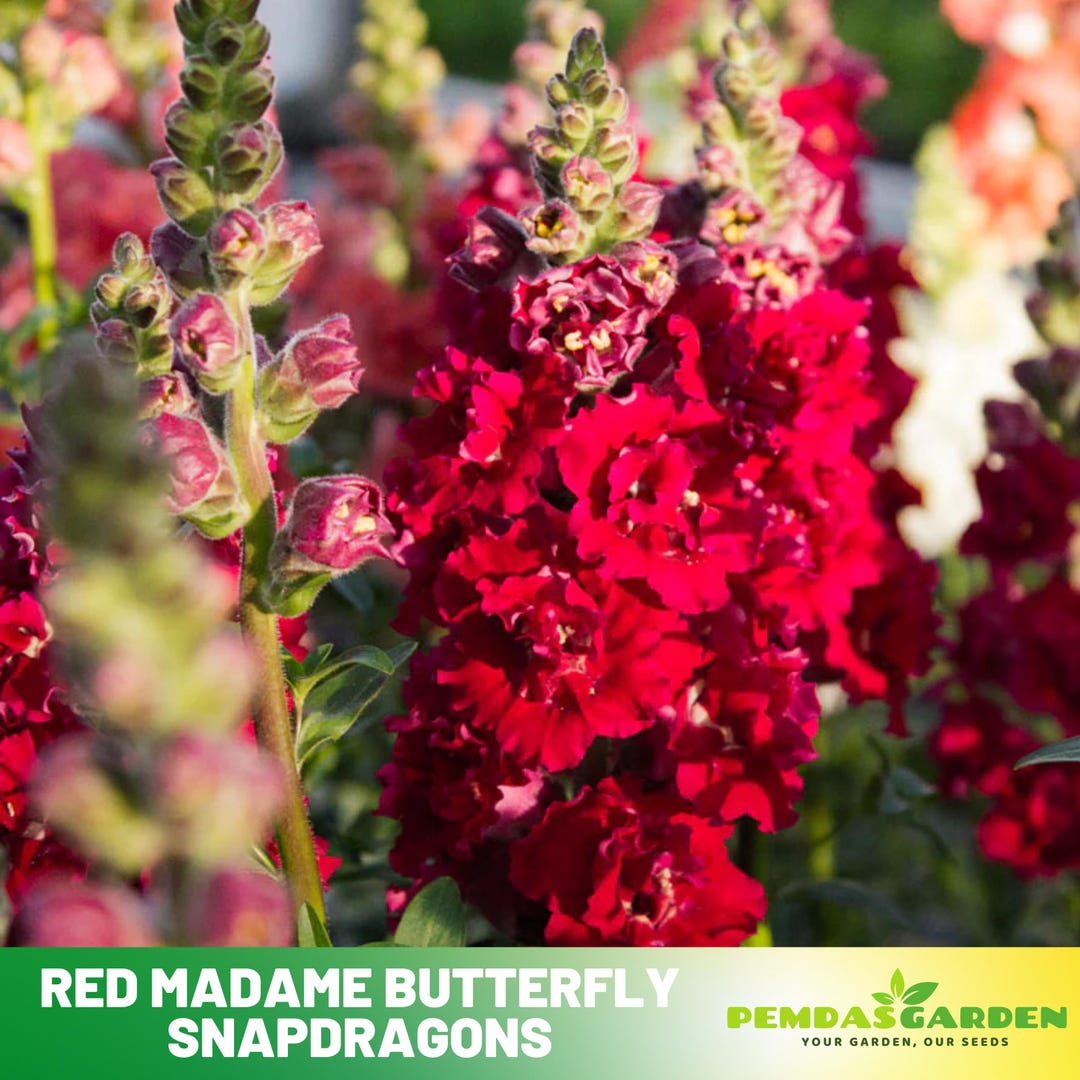 30 Red Madame Butterfly Snapdragons Seeds - Cold Resistant - Attracts ...