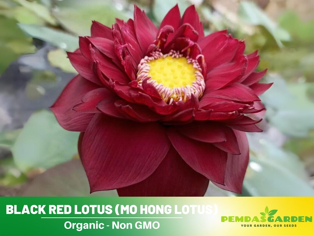 5 Rare Seeds Black Red Lotusmo Hong Lotus Seeds Indian Lotus nelumbo ...