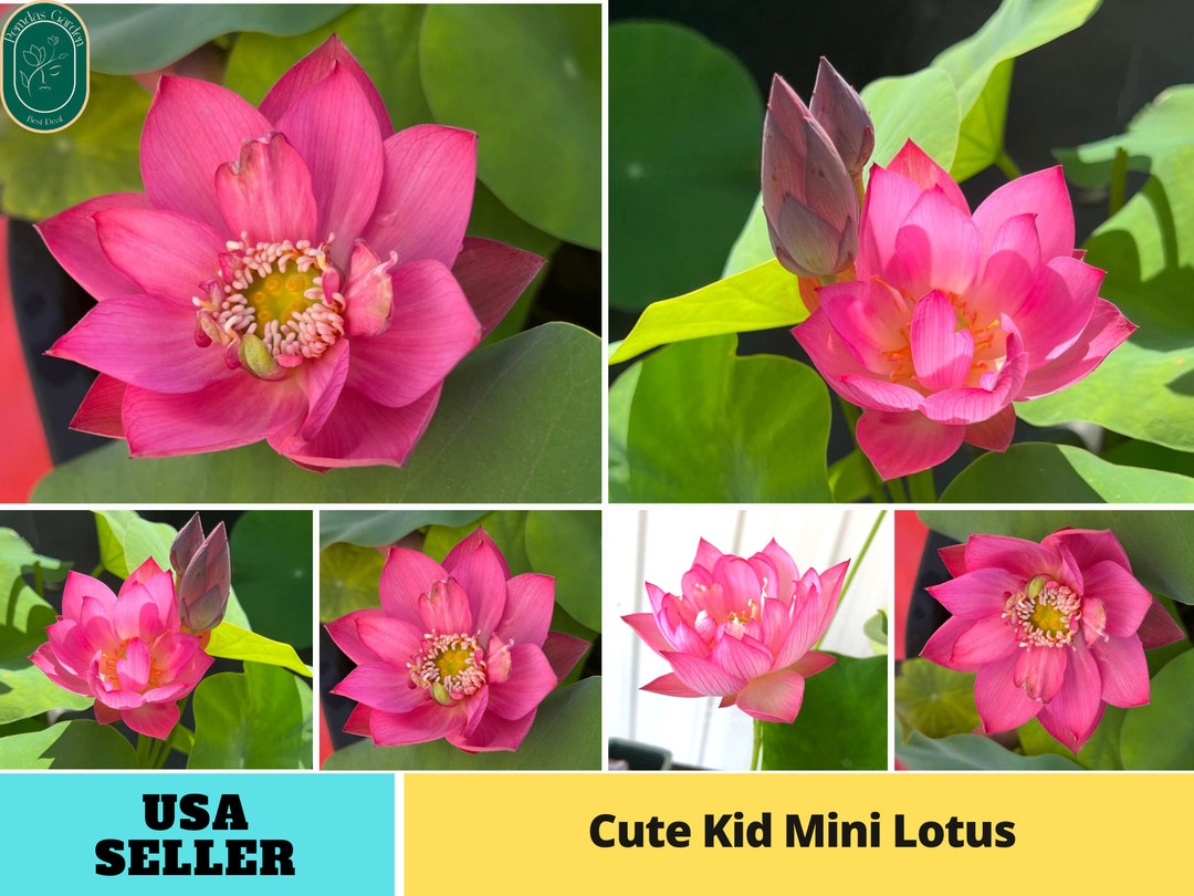 5 Rare Seeds Cute Kid Mini Lotus Seeds Red Lotus Indian Lotus nelumbo ...