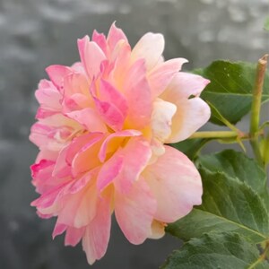 32 Seeds La Park Floribunda Rose Seeds-perennial authentic Seeds ...