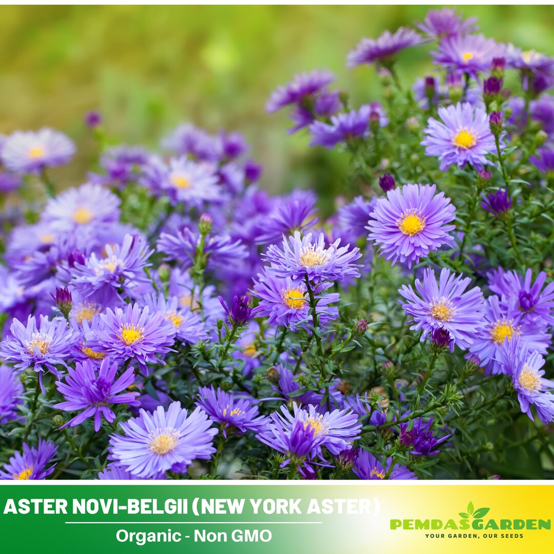 Aster Novi-belgii (new York Aster) Aster Seeds - China Aster - Authentic - Open-pollinated ...