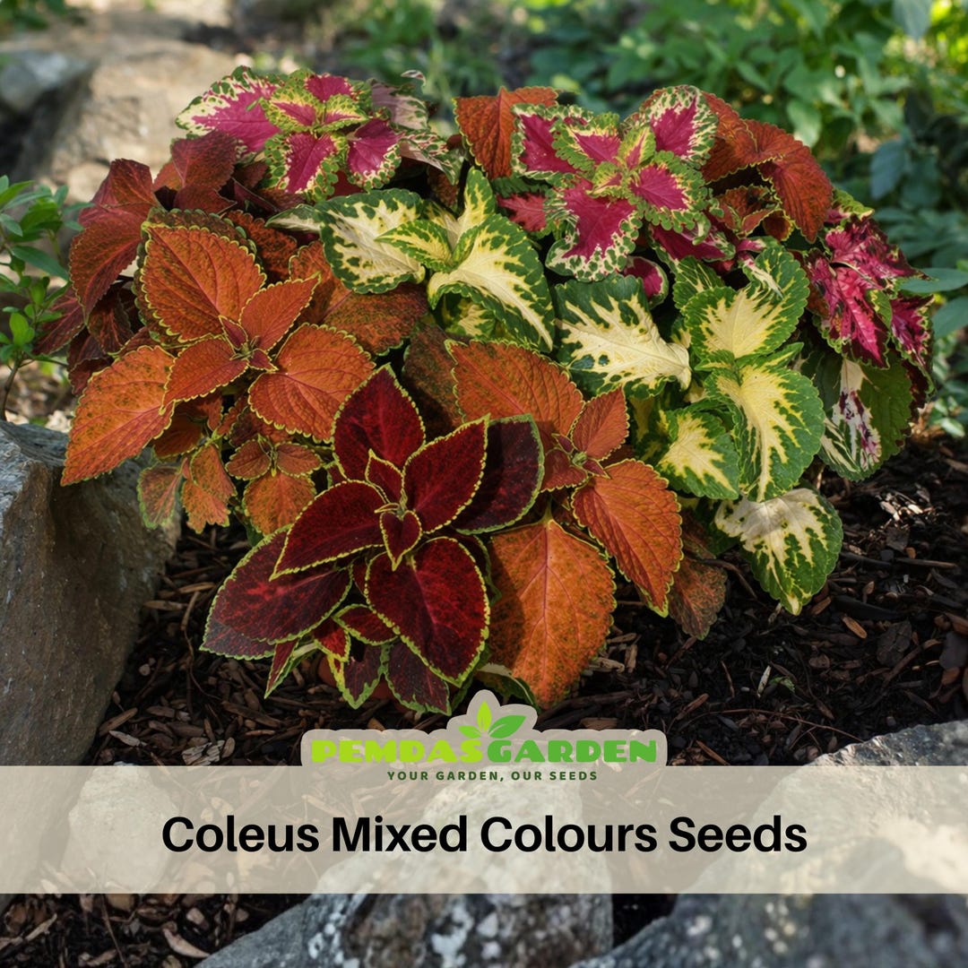 Coleus Mixed Colours Seeds Vibrant Foliage Plant Seeds Colorful Leaf ...