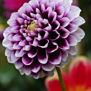 40+ Seeds| B-man Dahlia Seeds Pollinator Friendly- Open Pollinated ...