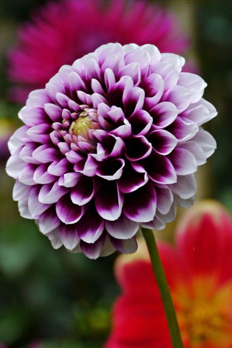 40+ Seeds| B-man Dahlia Seeds Pollinator Friendly- Open Pollinated ...