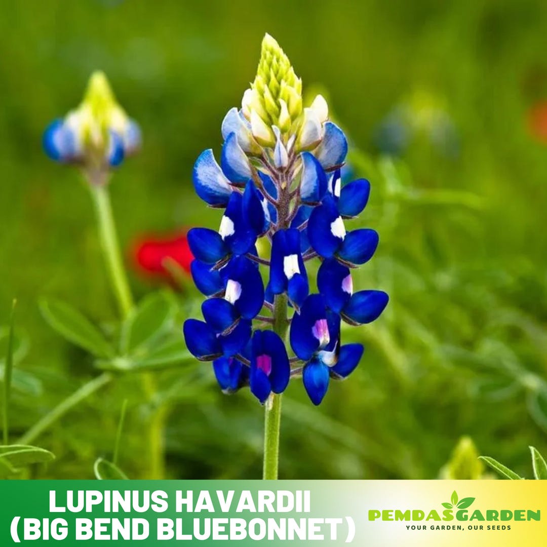 Lupinus Havardii (big Bend Bluebonnet) Seeds- Lupine Seeds - Bluebonnet ...