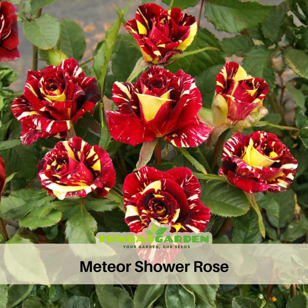 30+ Seeds| Meteor Shower Perennial Flower Rose - Authentic Seeds ...