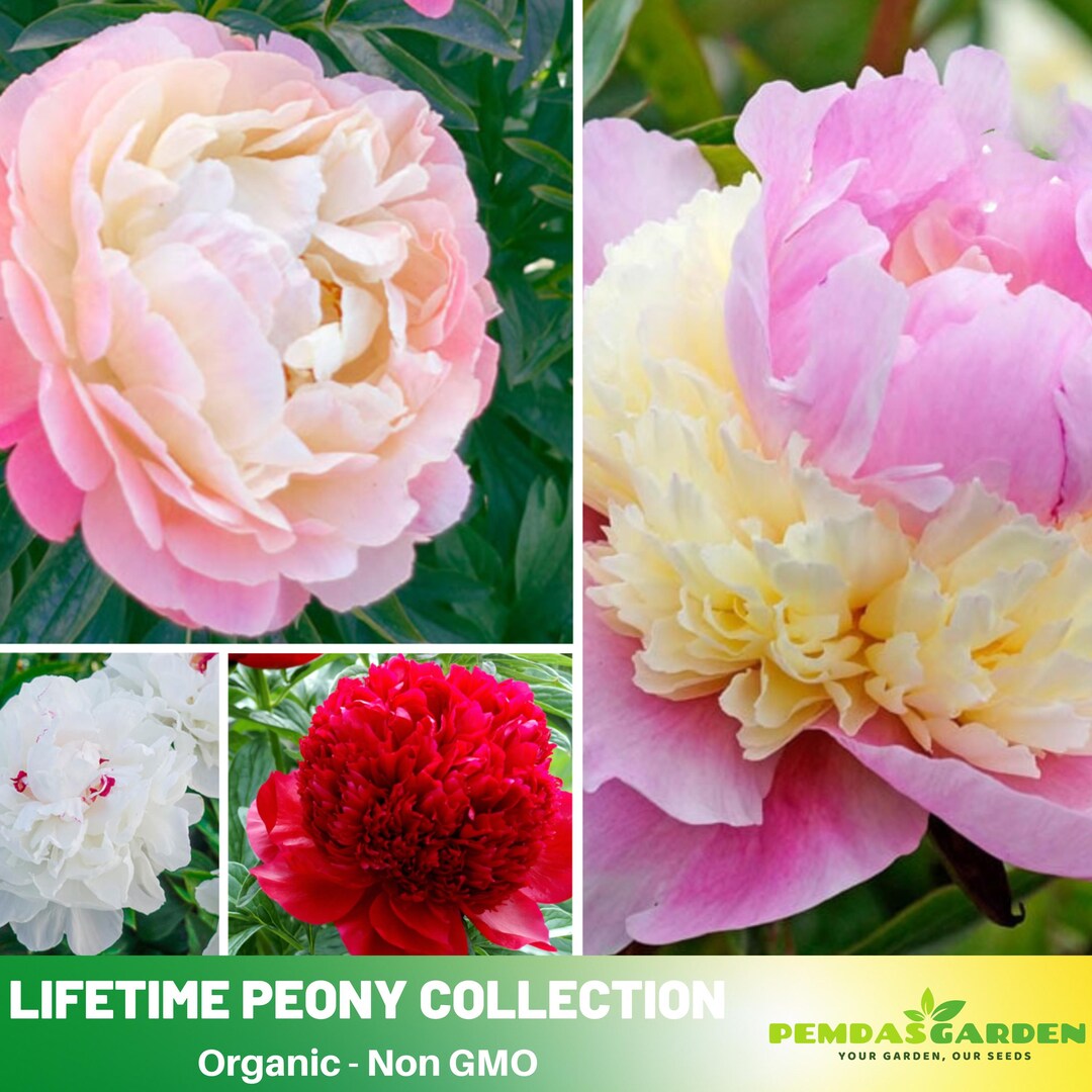 10+seeds| Lifetime Perennial Peony Collection Seeds- Paeonia - Attract ...