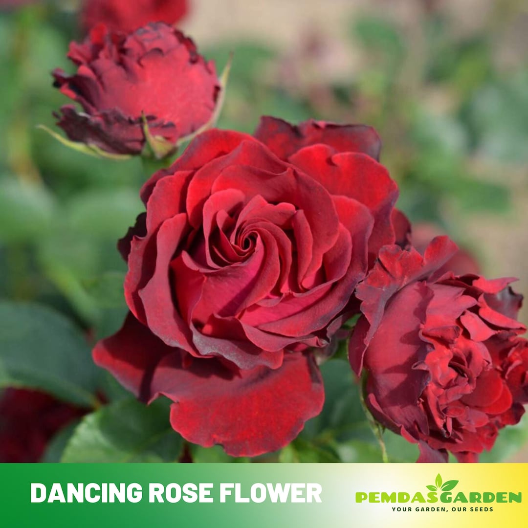 30+ Seeds| Dancing Rose Flower Seeds - Authentic Seeds - Perennial~gmo ...
