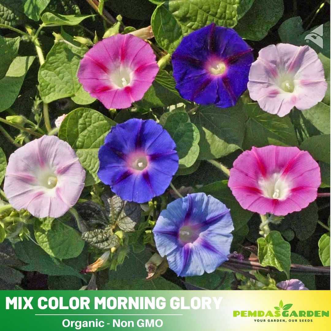 30+ Seeds| Mix Color Morning Glory Seeds- Open-pollinated - Heirloom ...