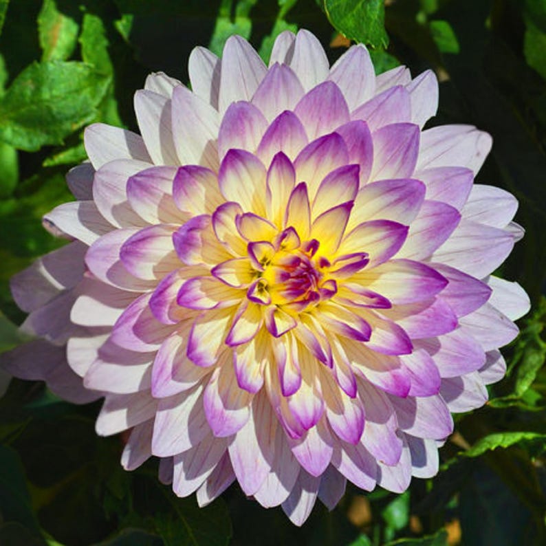 40+ Seeds| Who Dun It Dahlia Seeds - Pollinator Friendly- Open ...