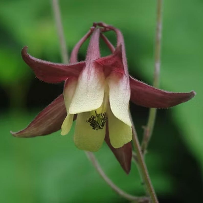 25+ Seeds| Aquilegia Oxysepala Oriental Columbine Seeds - Cold ...