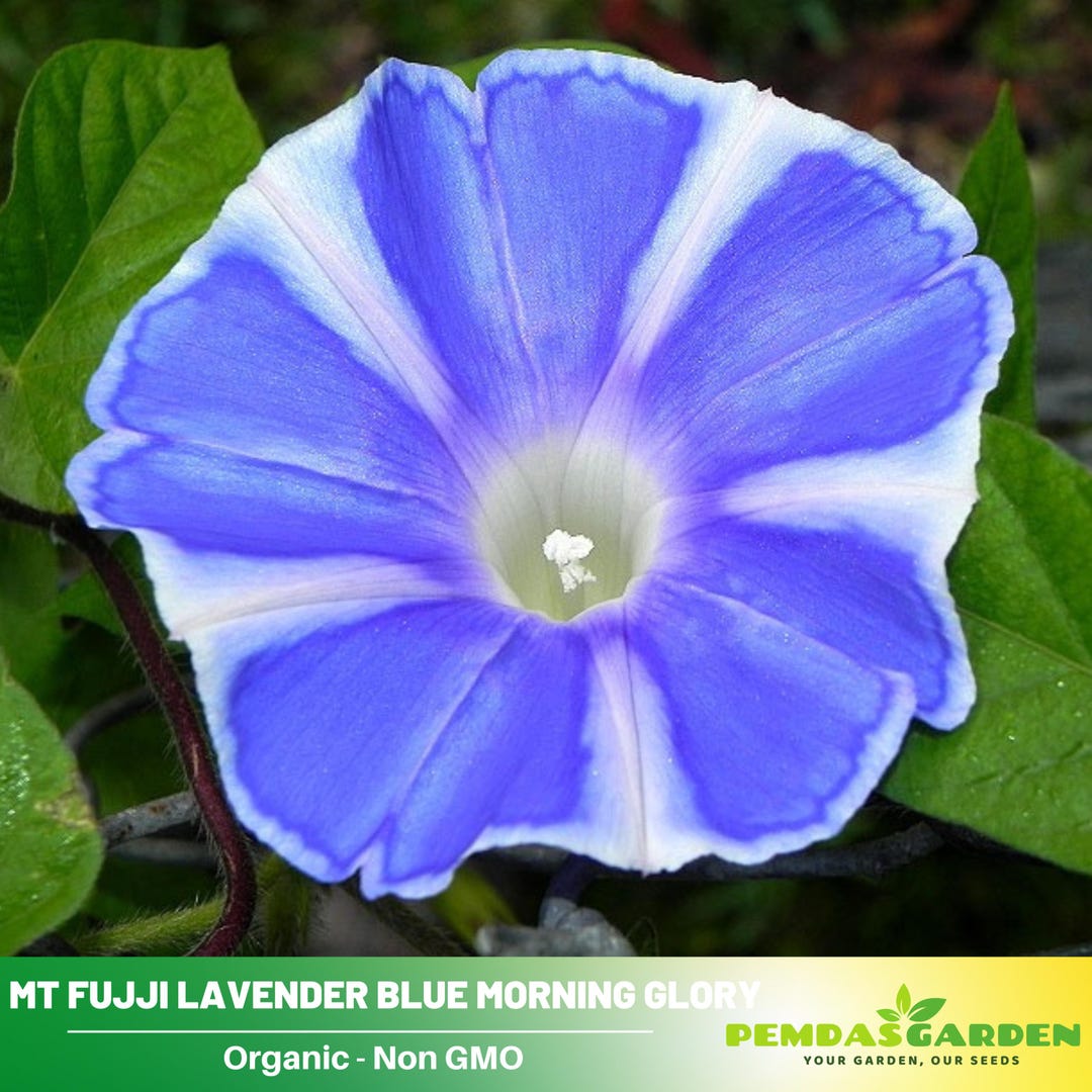 30+seeds| Mt Fujji Lavender Blue Morning Glory Seeds - Open-pollinated ...