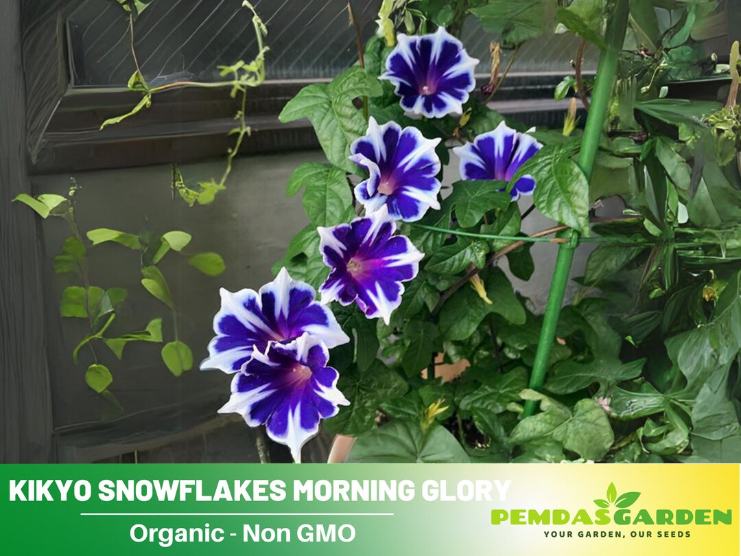 30 Seeds Kikyo Snowflakes Morning Glory Seeds Open-pollinated Organic ...