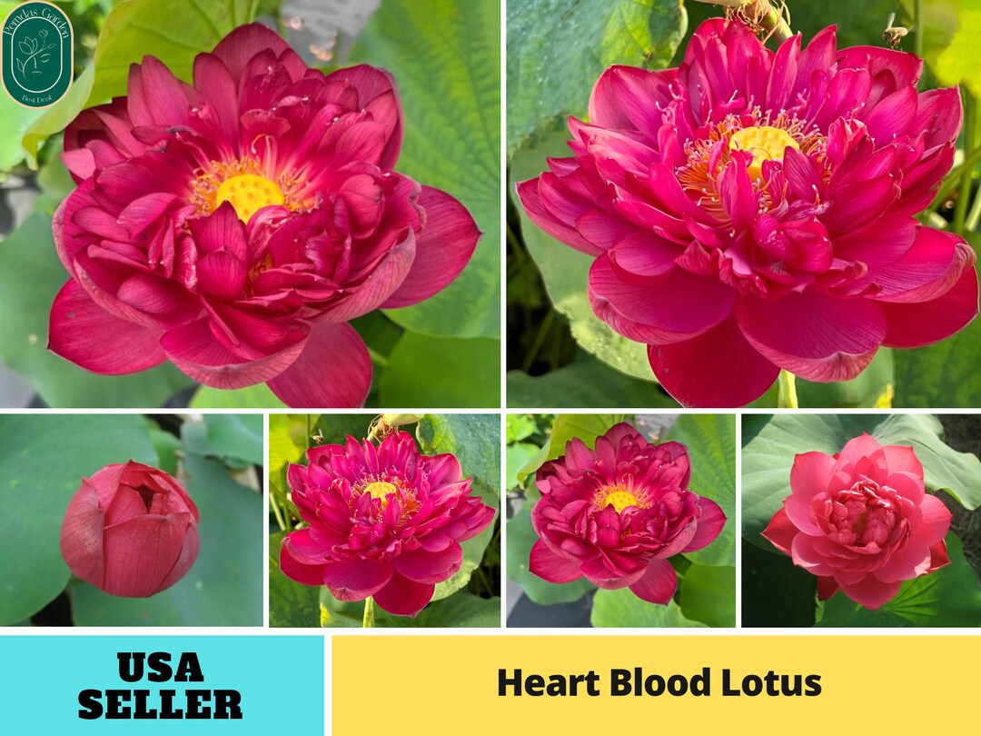 5 Rare Seeds Heart Blood Lotus Seeds Indian Lotus nelumbo Nucifera ...