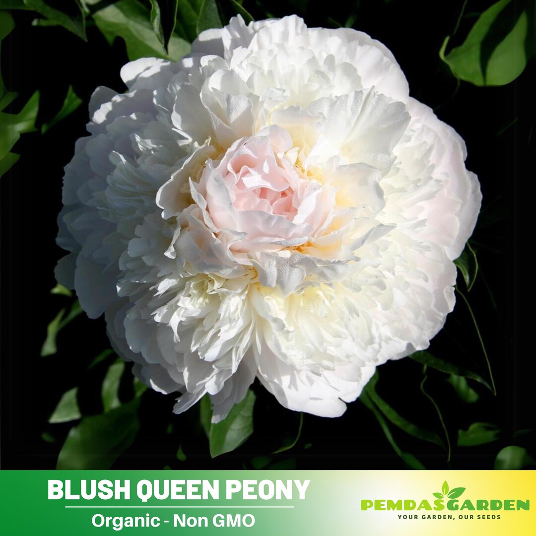 10+ Seeds| Blush Queen Perennial Peony Seeds- Paeonia - Attract Butterflies - Open-pollinated ...
