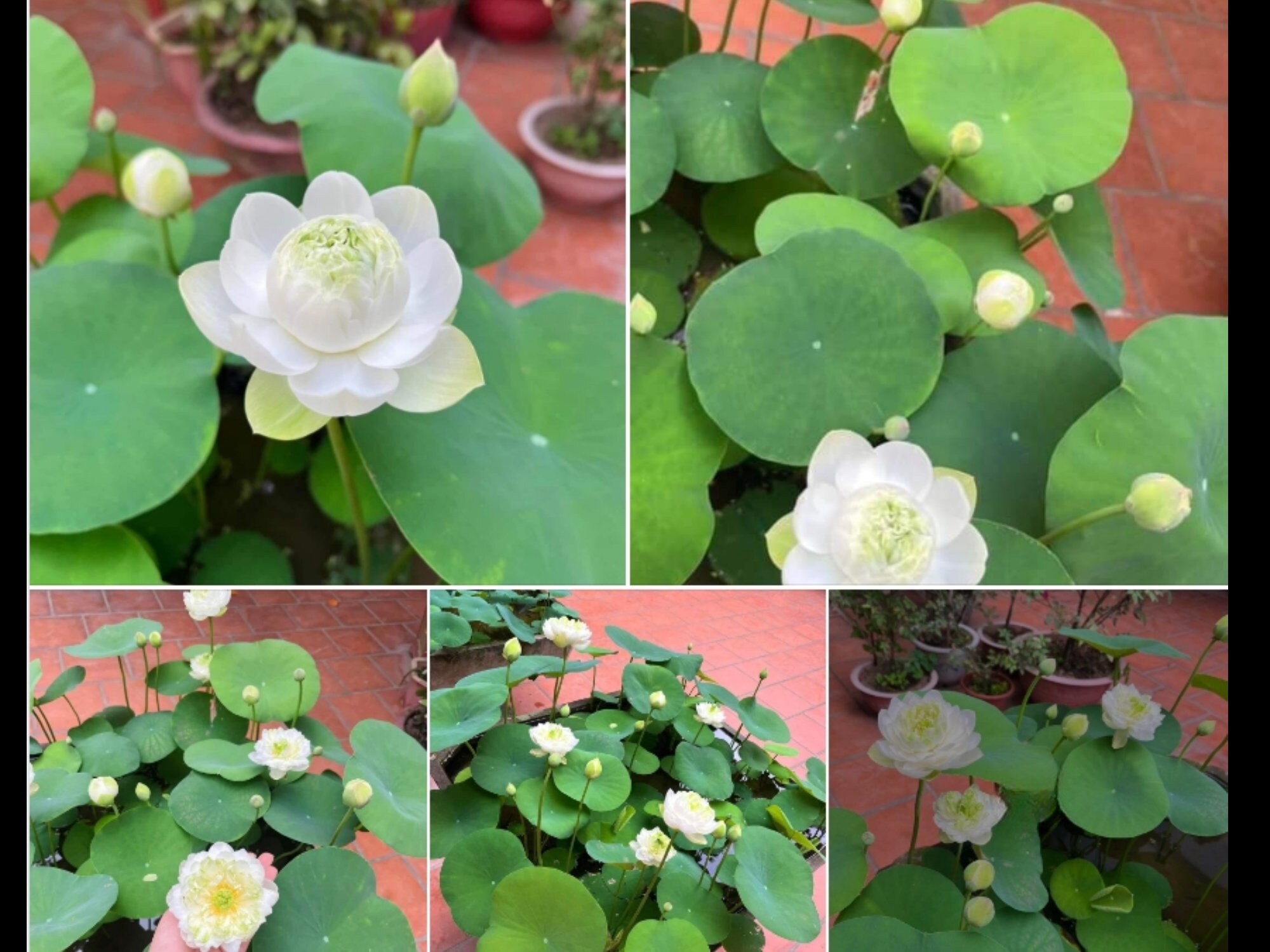 5 Rare Seeds| Snow White Lotus Seeds- Micro/ Tea Cup Lotus - Indian ...