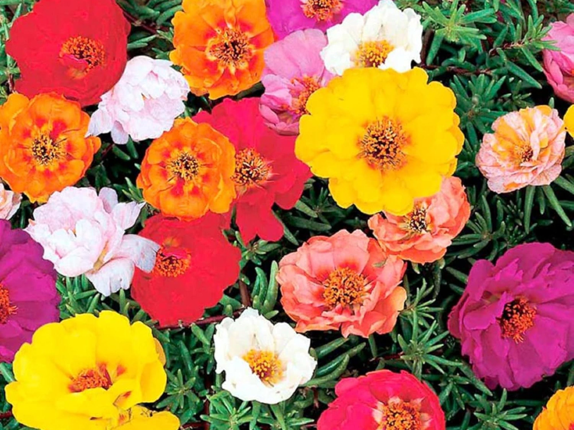 Moss Rose (portulaca Grandiflora Mix) Seeds- Purslanes Seeds - Heirloom ...