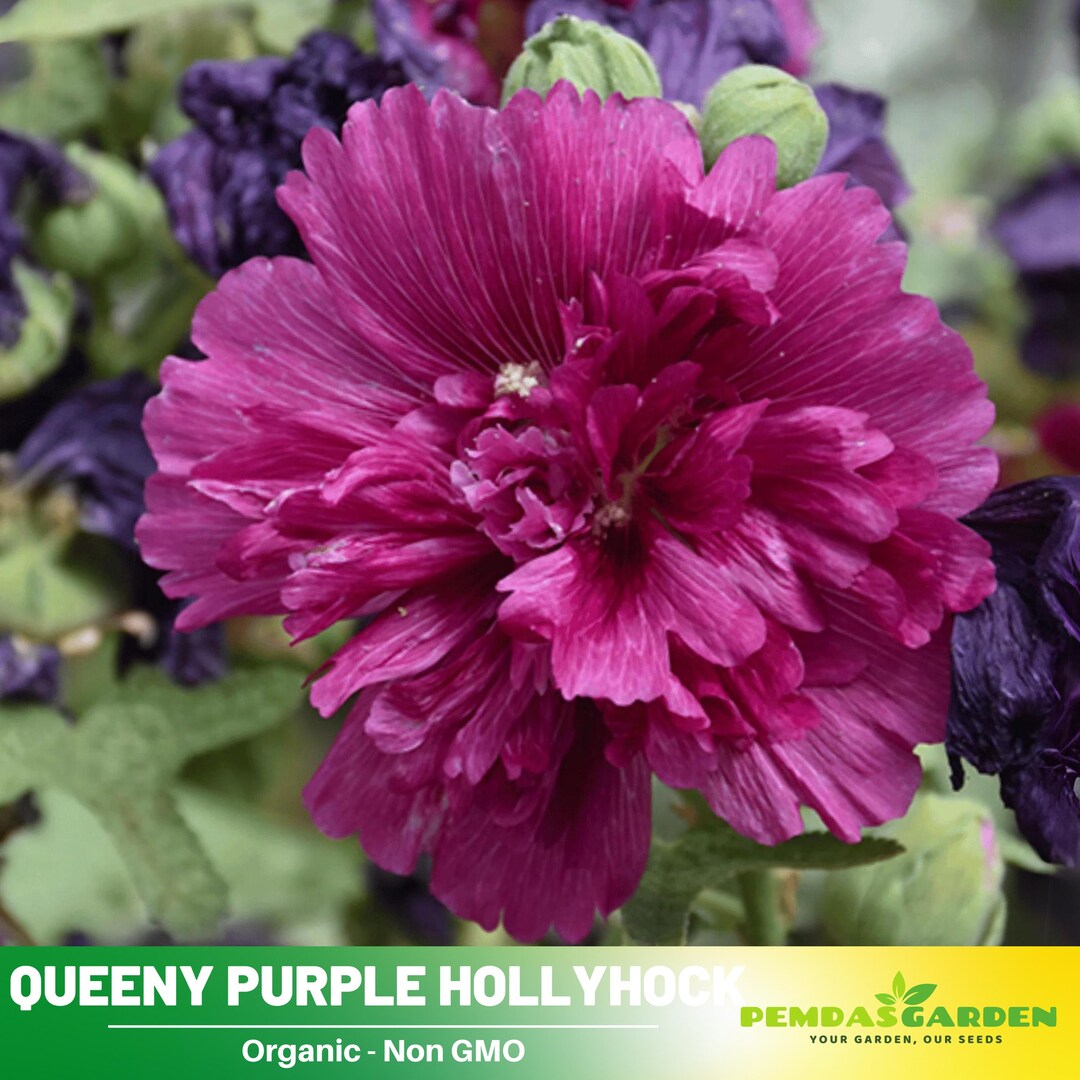 Queeny Purple Hollyhock Seeds - Authentic - Open-pollinated - Heirloom ...