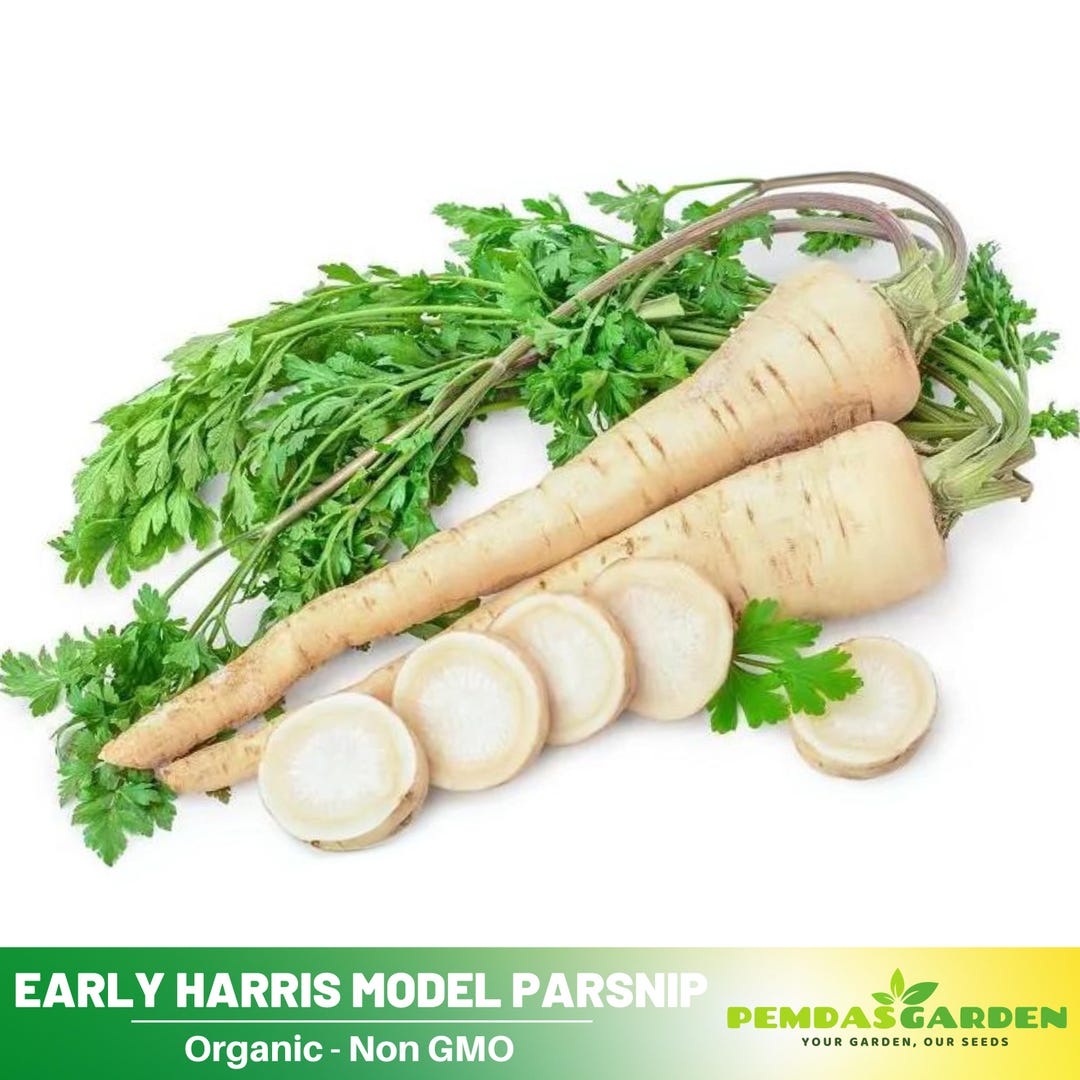 40 Seeds| Early Harris Model Parsnip Seeds, - Authentic Seeds ~ GMO ...