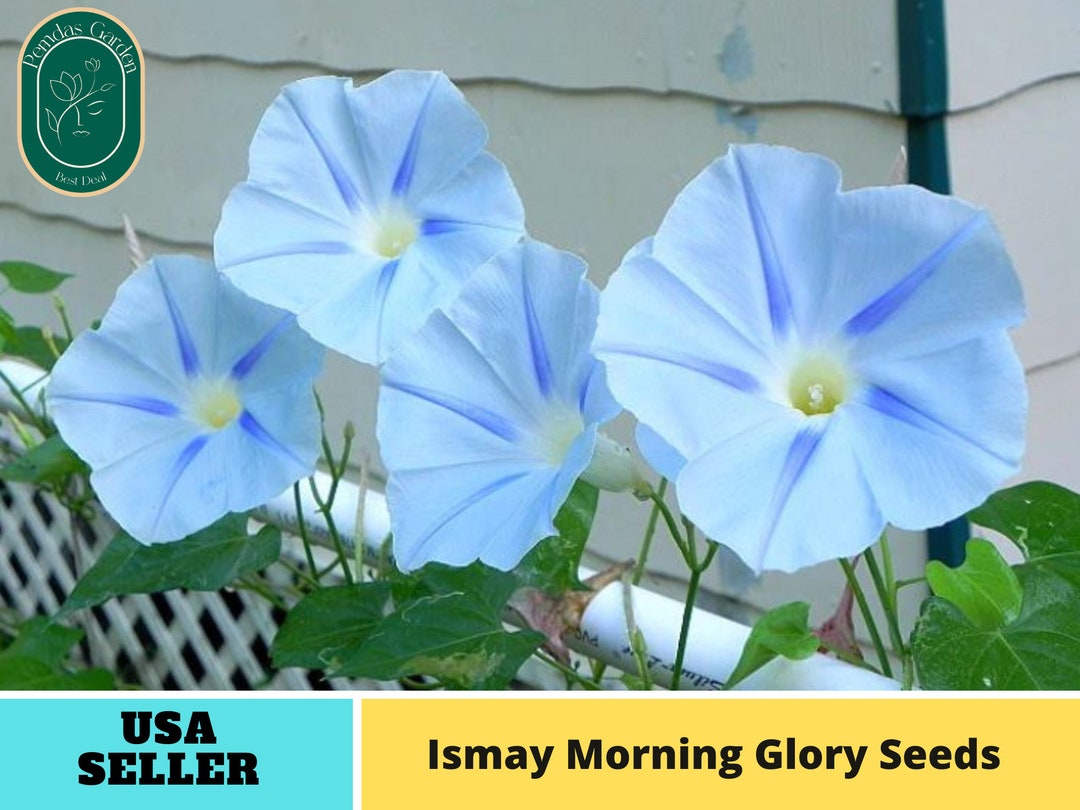 30seeds Ismay Morning Glory Seeds Authentic Seeds GMO - Etsy