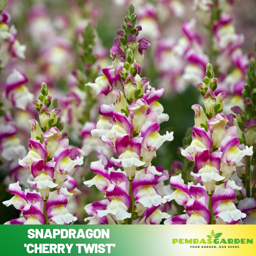 Snapdragon 'cherry Twist' Seeds - Cold Resistant -attracts Pollinators ...