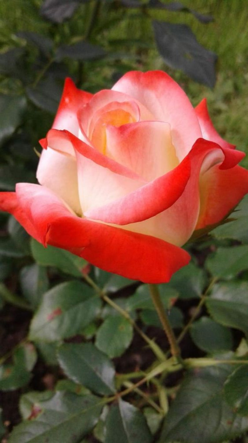 30 Seedsorange White Flower Rose Seeds Authentic Seeds - Etsy