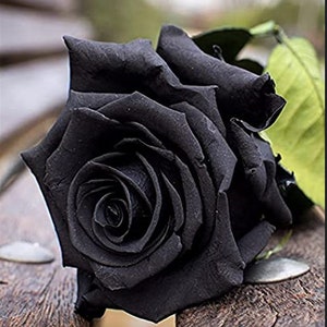 30+ Seeds|black Halfeti Rose Perennial Flower - Authentic Seeds ...