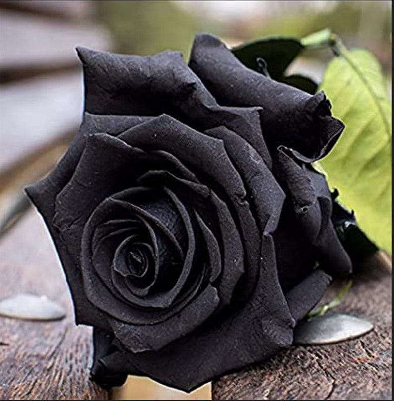 30 Seedsblack Halfeti Rose Perennial Flower Authentic - Etsy