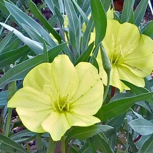 Missouri Primrose (dwarf) - Oenothera Macrocarpa Seeds - Evening ...