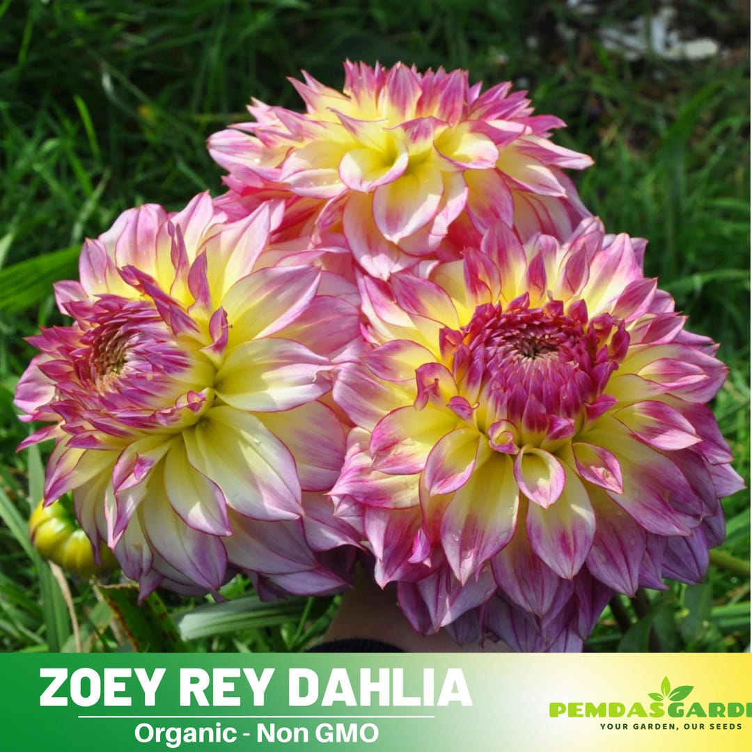 40+ Seeds| Zoey Rey Dahlia Seeds - Pollinator Friendly- Open Pollinated ...