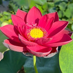 5 Rare Seeds| Brilliant Red Happy Lover Lotus Seeds - Indian Lotus ...