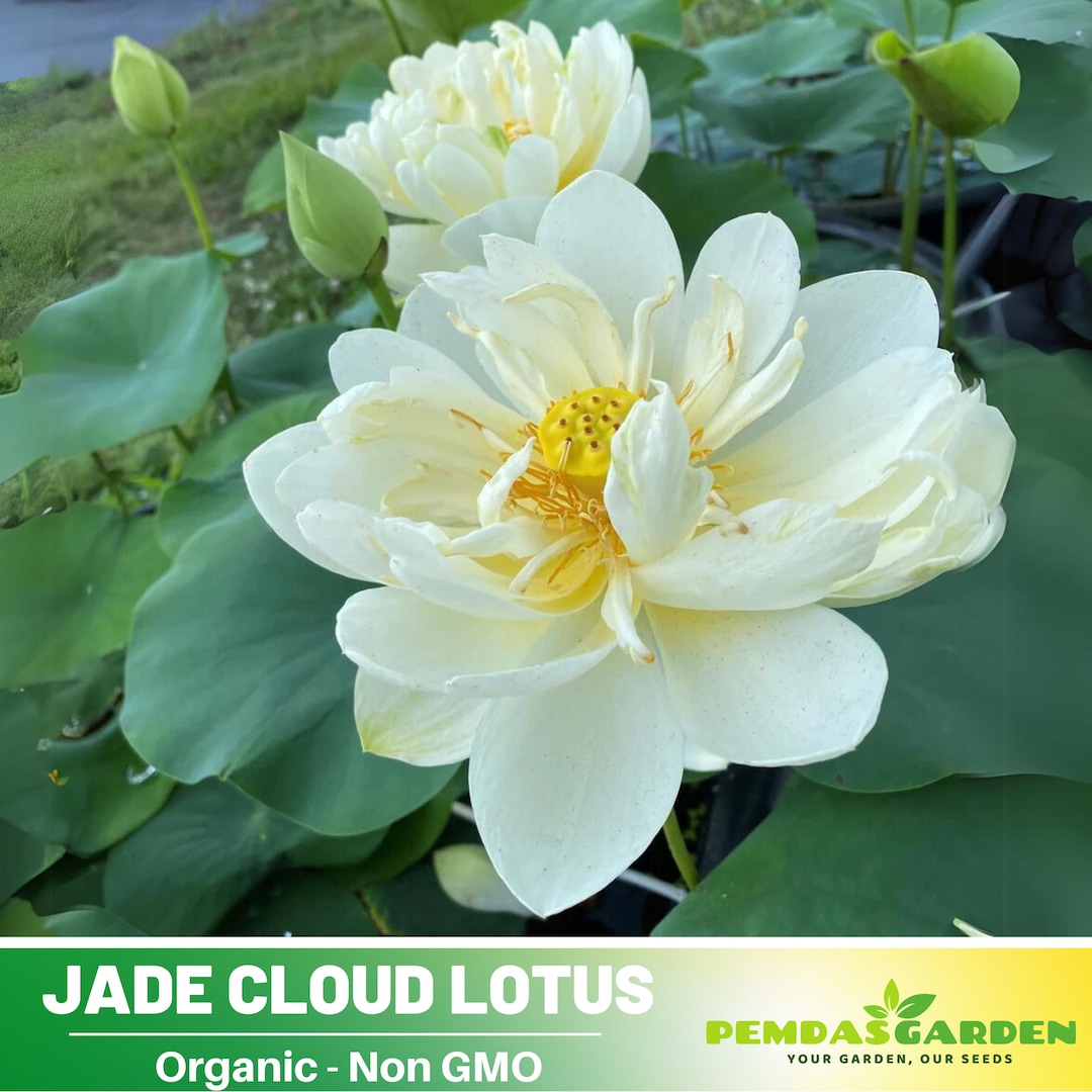 5 Rare Seeds| Jade Cloud Lotus Seeds - Indian Lotus (nelumbo Nucifera ...