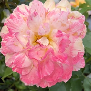 32+ Seeds| La Park Floribunda Rose Seeds-perennial -authentic Seeds ...