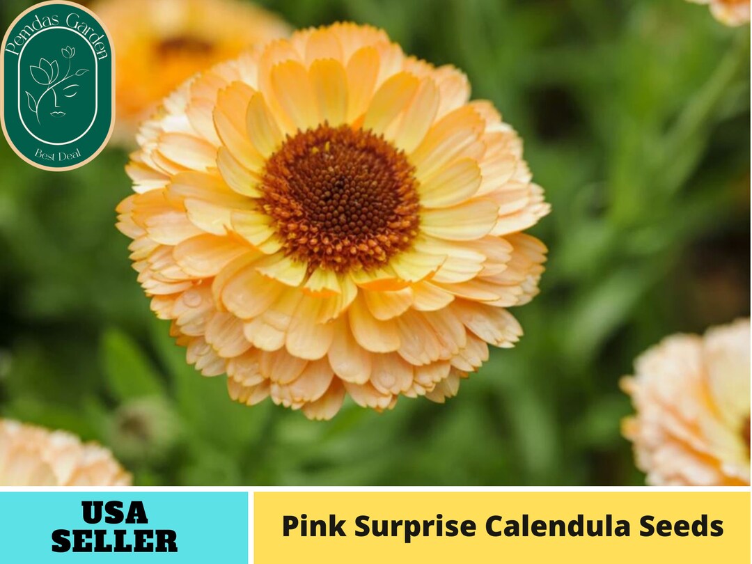 50seeds Pink Surprise Calendula Seeds Authentic Seeds Perennial GMO ...