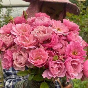 32+ Seeds| 葵 あおいふうが - Aoi Rose Seeds-perennial -authentic Seeds-flowers ...