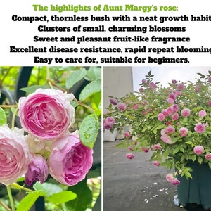 30 Seeds | Mix Rose Seeds -flowers-or Perennial -authentic Seeds-ganic ...