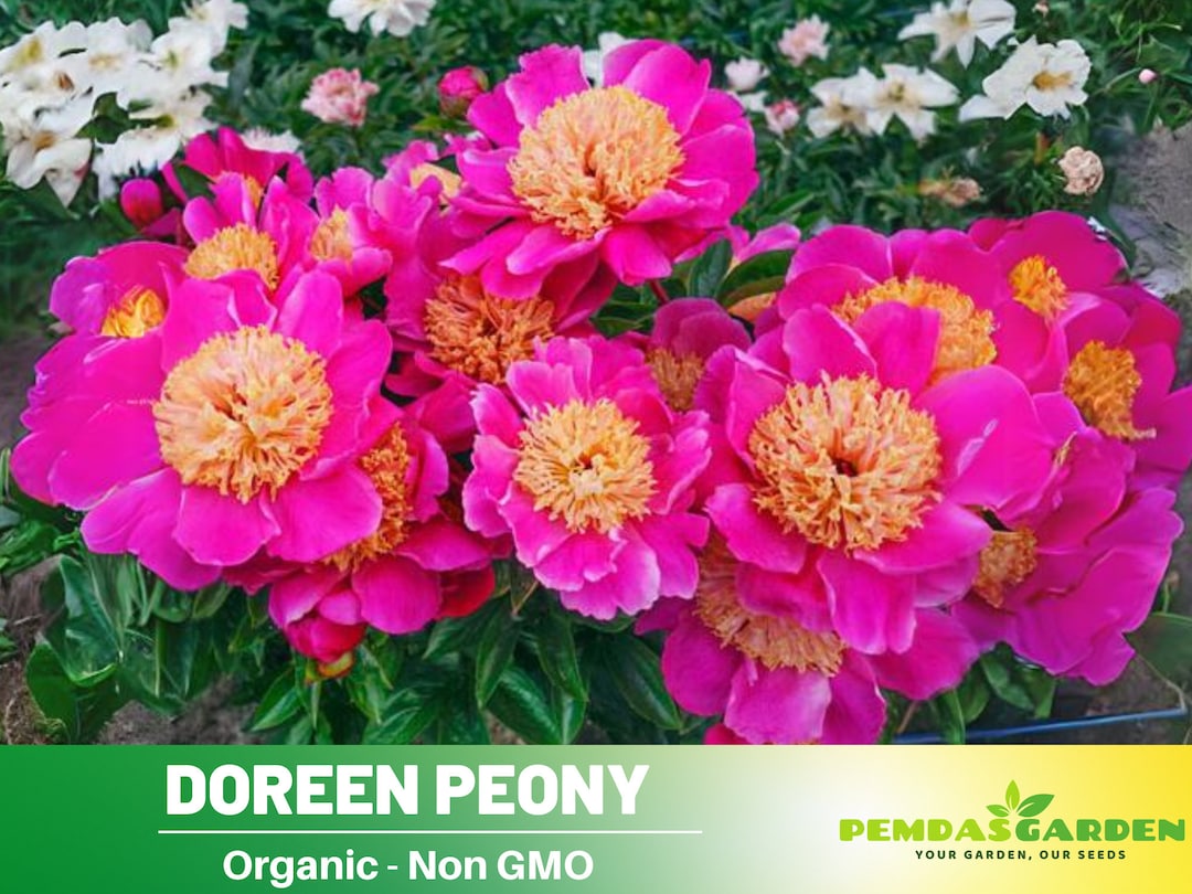 10seeds Doreen Peony Perennial Seeds Authentic Seeds Perennialgmo Freeflower Seeds Asian Garden ...