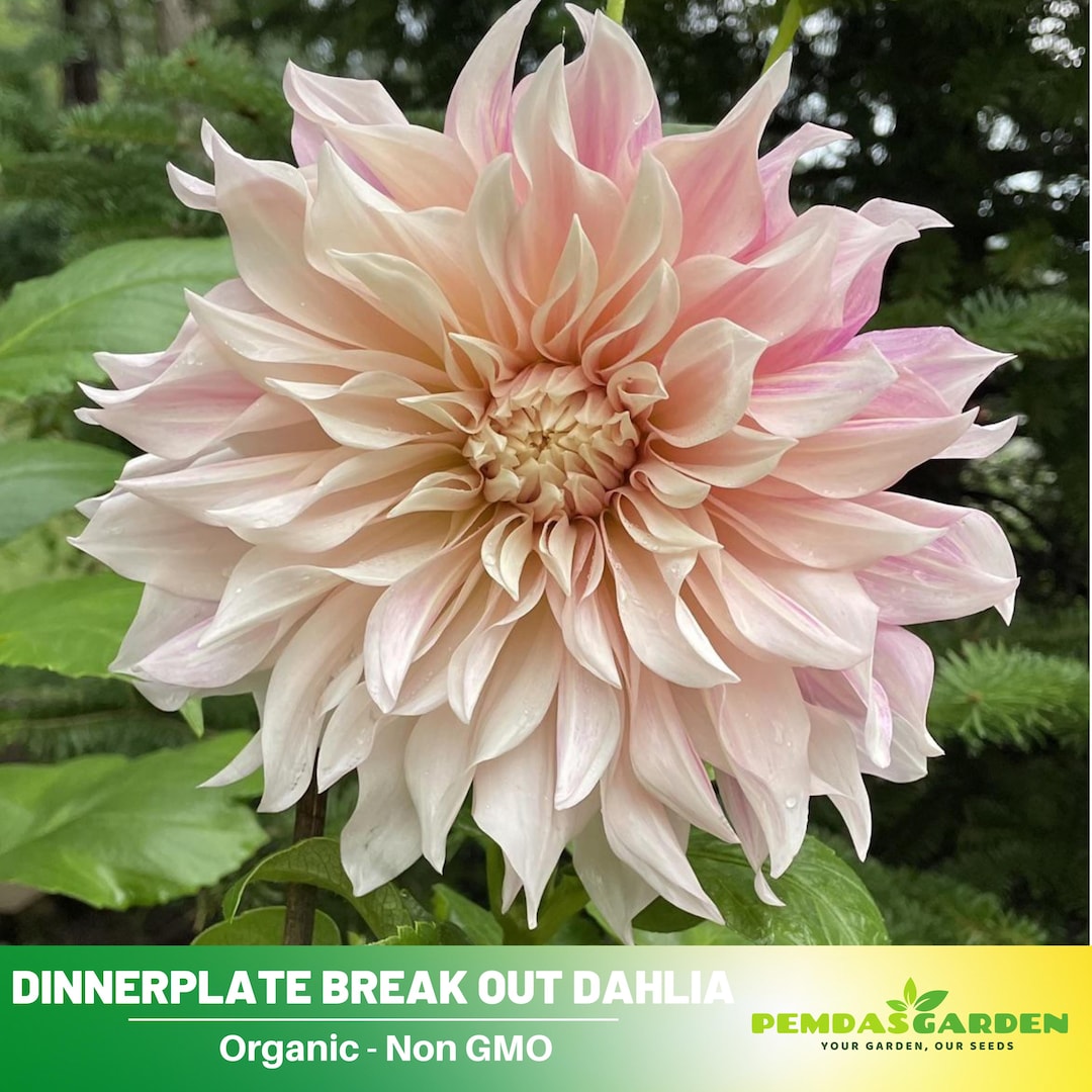 40+ Seeds| Dinnerplate Break Out Dahlia Perennial Seeds -pollinator ...