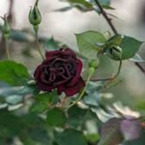 30+ Seeds|black Halfeti Rose Perennial Flower - Authentic Seeds ...