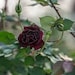30 Seedsblack Halfeti Rose Perennial Flower Authentic - Etsy