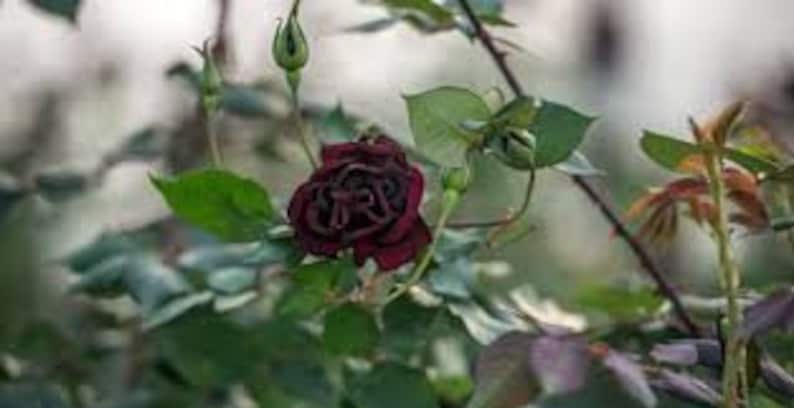 30 Seedsblack Halfeti Rose Perennial Flower Authentic - Etsy