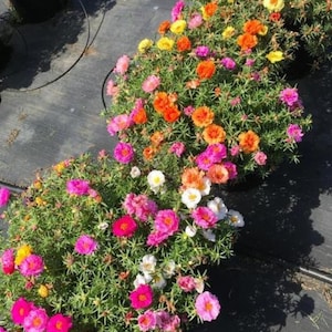 Portulaca Grandiflora 'sundial Series' Seeds - Purslanes Seeds ...