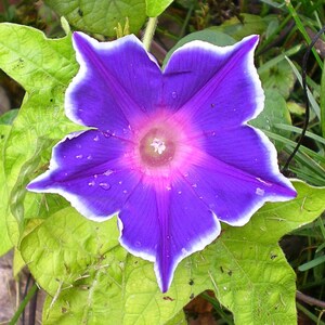 Blue Picotee Morning Glory Seeds Blue White Bi Color Flower Seeds ...