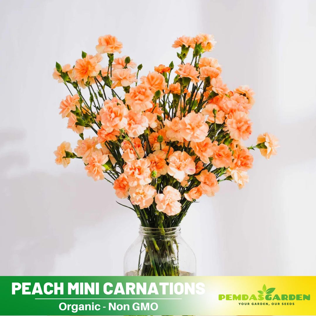 30+seeds|peach Mini Carnations - Authentic - Open-pollinated - Organic ...