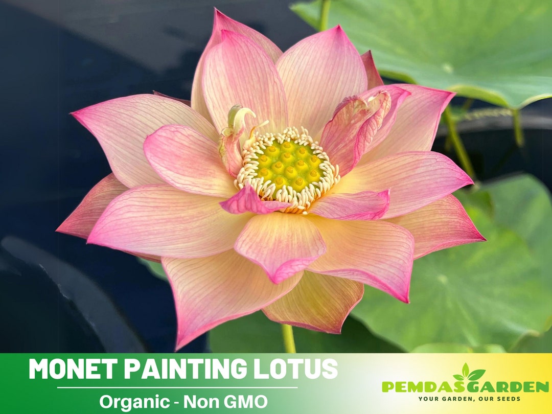 5 Rare Seeds Monet Painting Lotus Seeds Indian Lotus nelumbo Nucifera ...