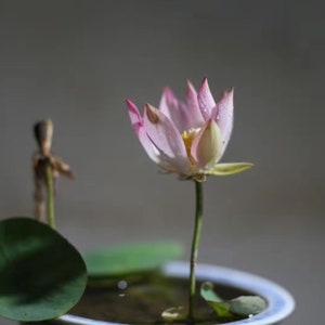 5 Rare Seeds| Pink Lotus - Micro/ Tea Cup Lotus Seeds - Indian Lotus ...