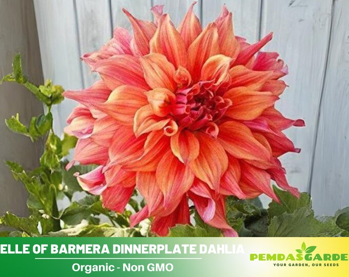 40 Seeds Mix Collarette Dahlia Perennial Seeds Pollinator Friendly Open ...