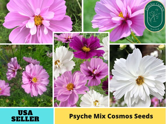 50 Seeds Psyche Mix Cosmos Seeds Authentic Seeds GMO Free - Etsy