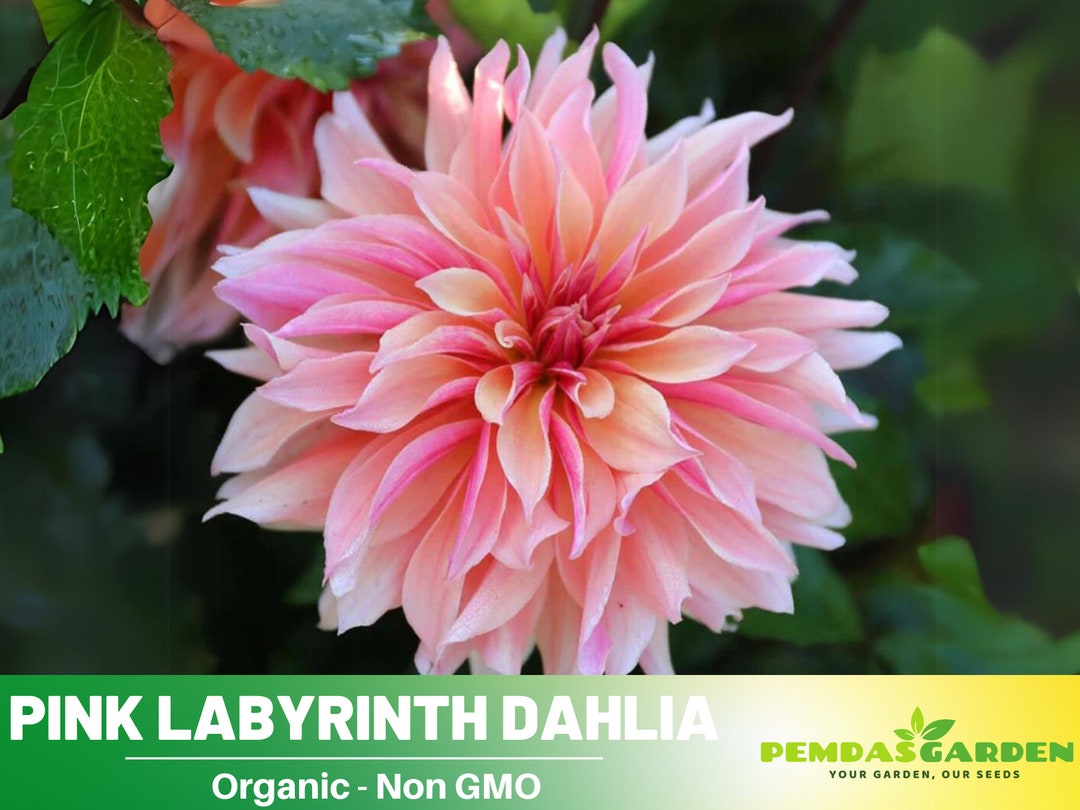 40 Seeds Labyrinth Dahlia Seeds Pollinator Friendly Open Pollinated ...