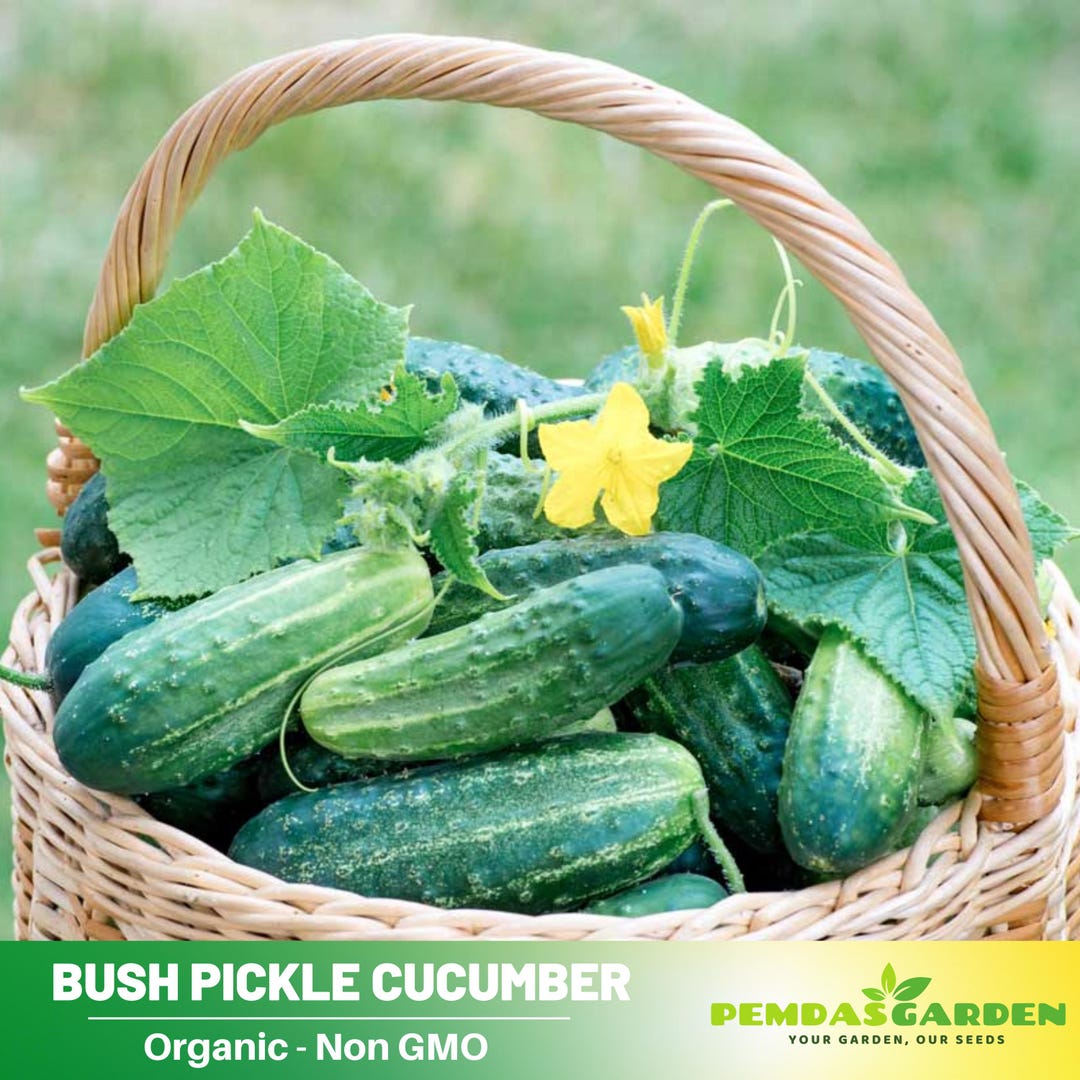 Bush Pickle Cucumber Seeds - - Authentic - Open-pollinated - Asian ...